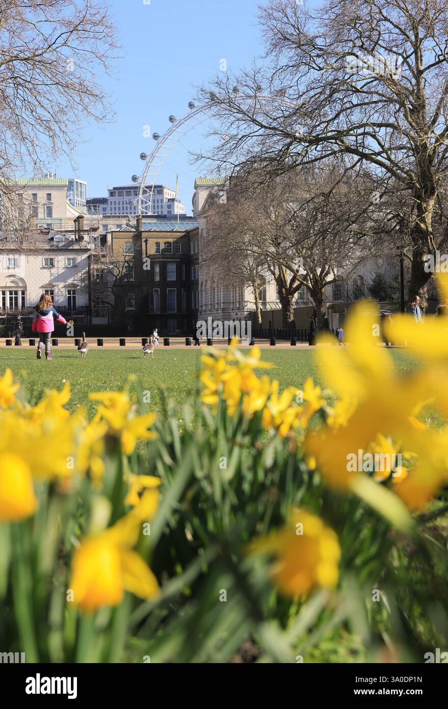 Daffodils in early spring sunshine in St James park, London, UK Stock ...