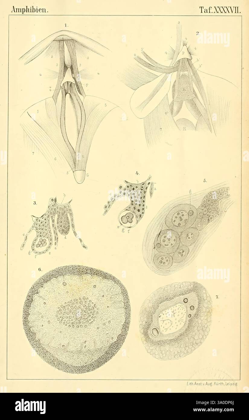 Anatomical drawings of amphibian structures hi-res stock photography ...