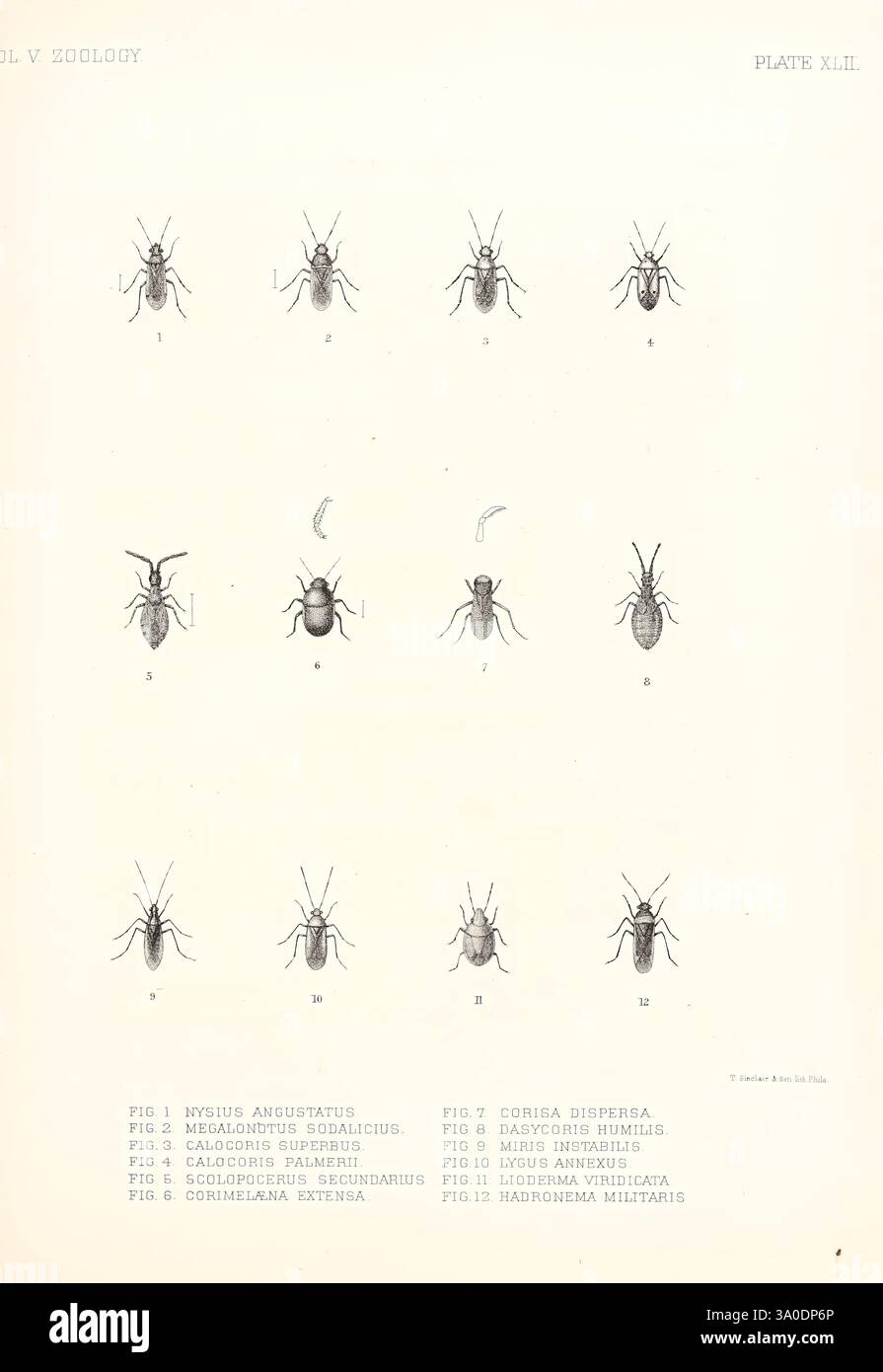 Lygus annexus hi-res stock photography and images - Alamy