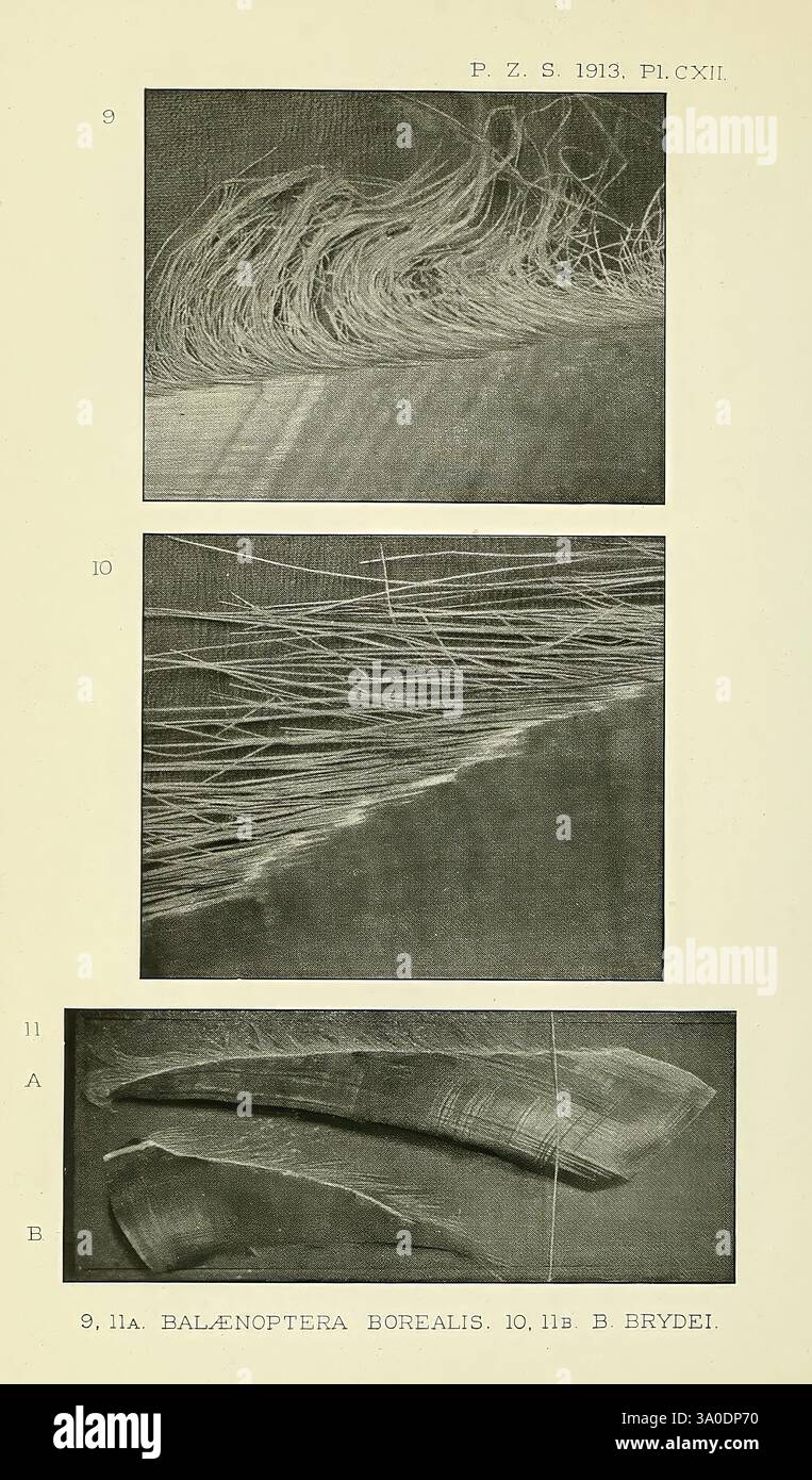 Comparative view of two distinct types of baleen hi-res stock ...