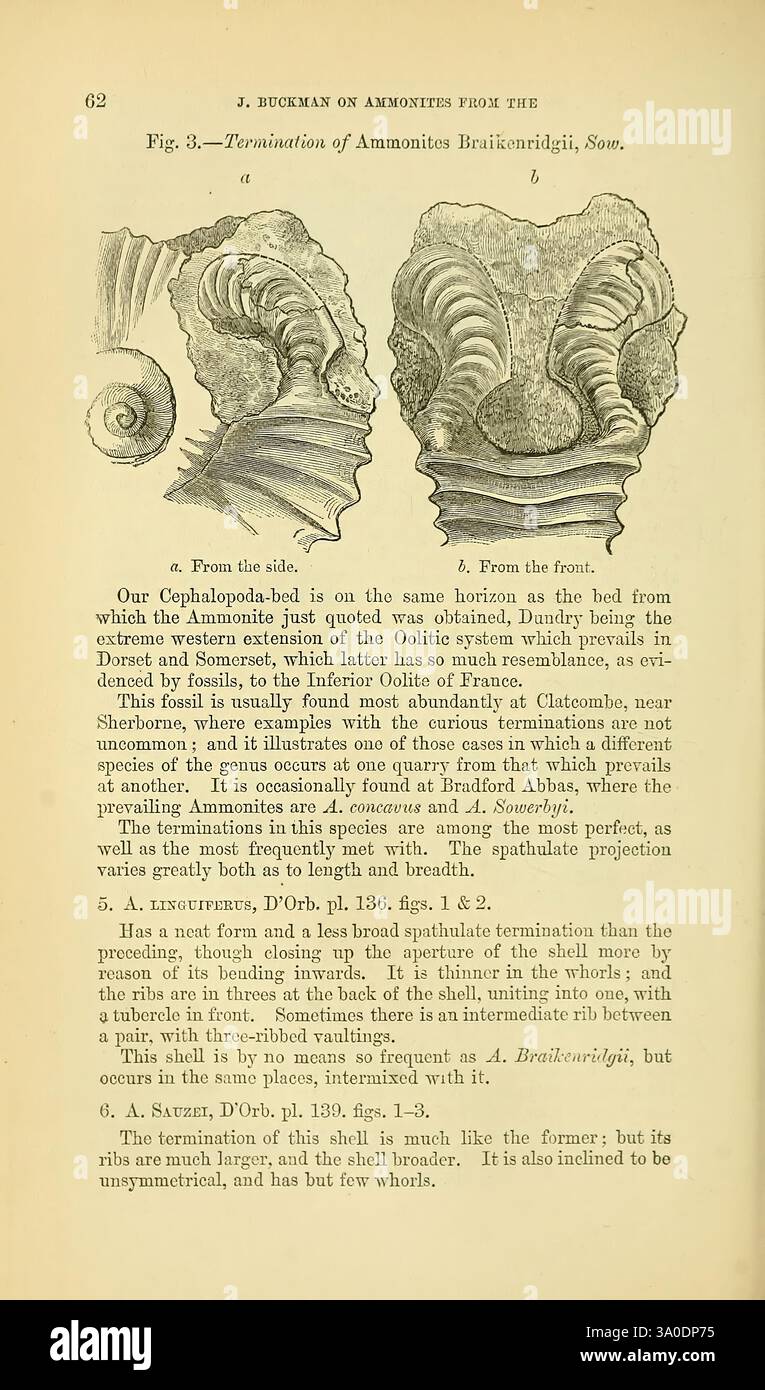 Typical of ammonites hi-res stock photography and images - Alamy