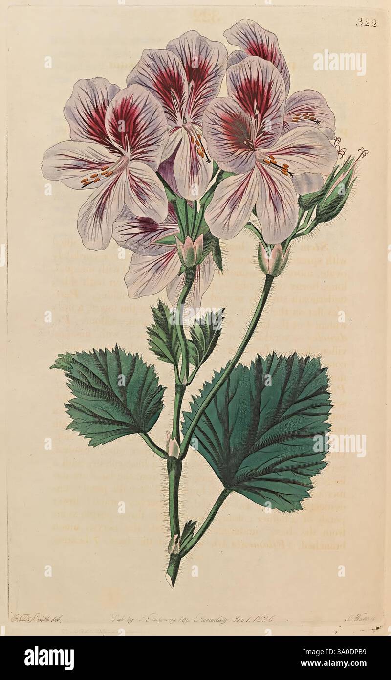 Geraniaceae, London, Printed for James Ridgway, Piccadilly, 1820-1830 ...