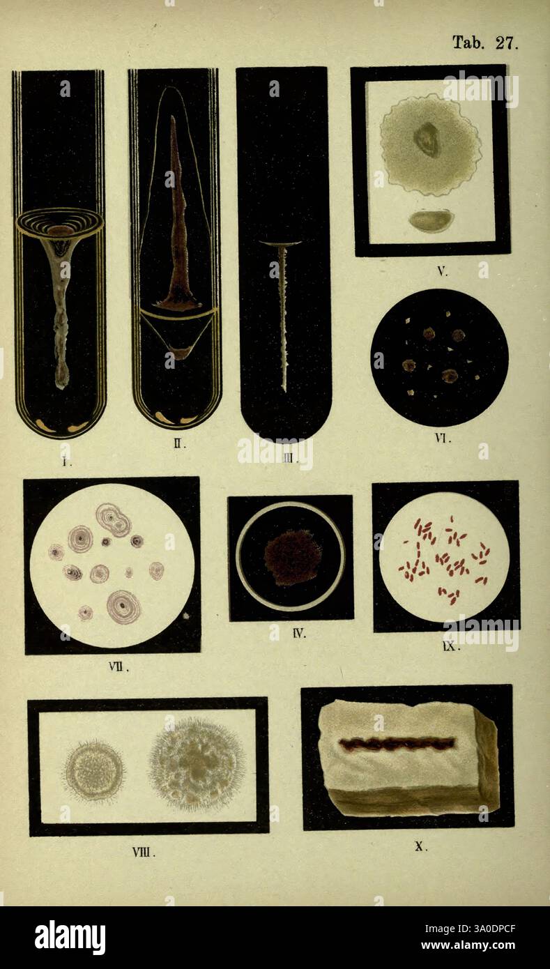 Atlas, and, essentials, of, bacteriology, New York, William Wood & Co ...