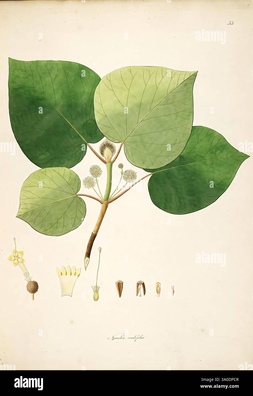 Plants of the coast of Coromandel London Printed by W. Bulmer and Co ...