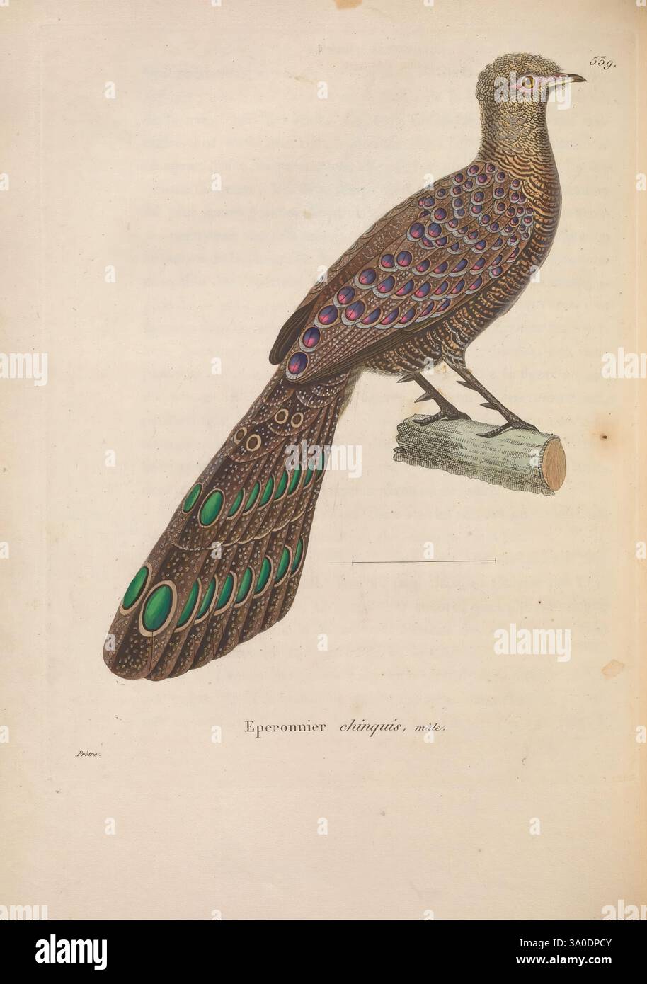 Nouveau recueil de planches coloriées d'oiseaux A Strasbourg Chez ...