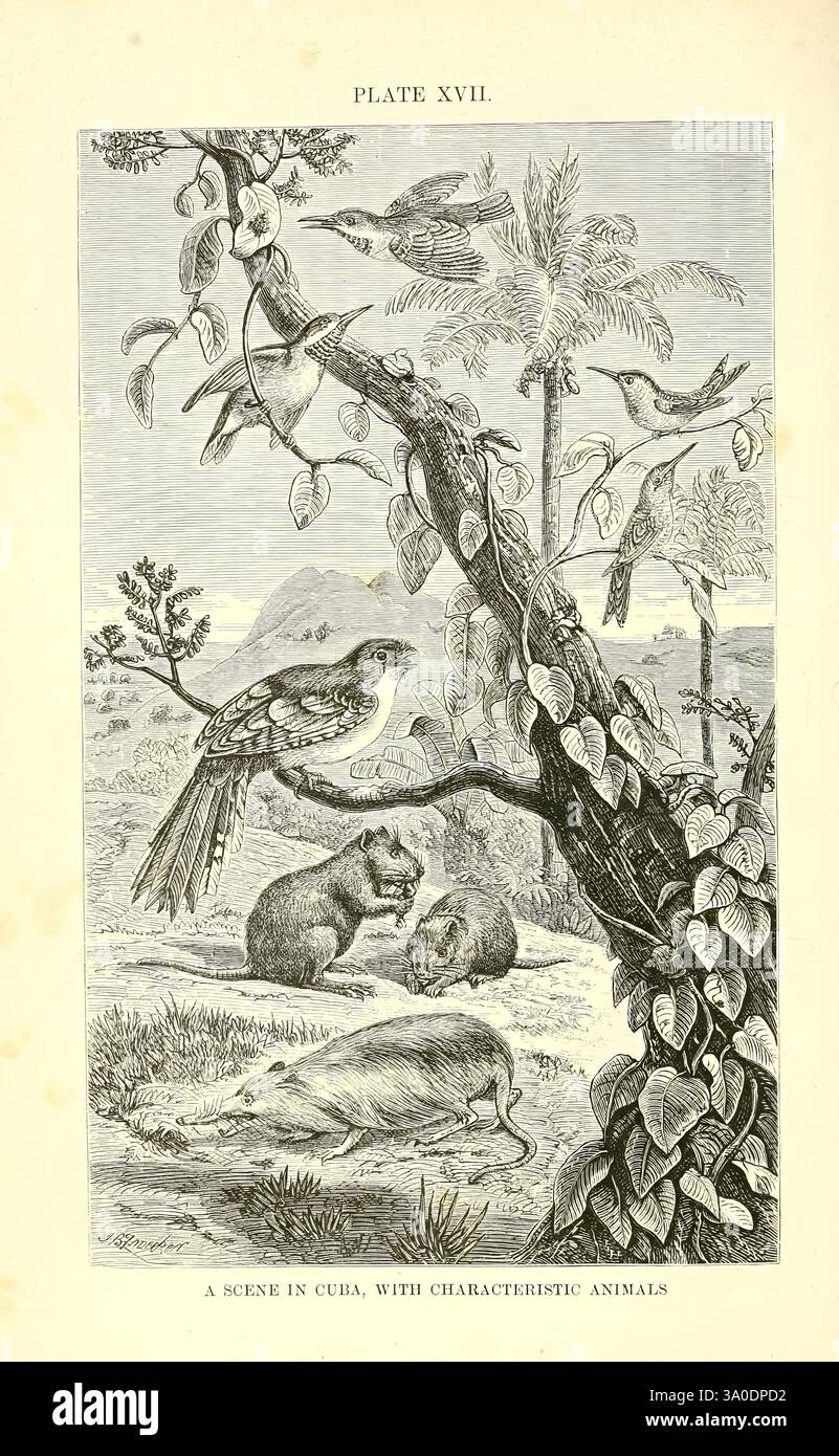 The, geographical, distribution, of, animals, 1876, paleontology ...