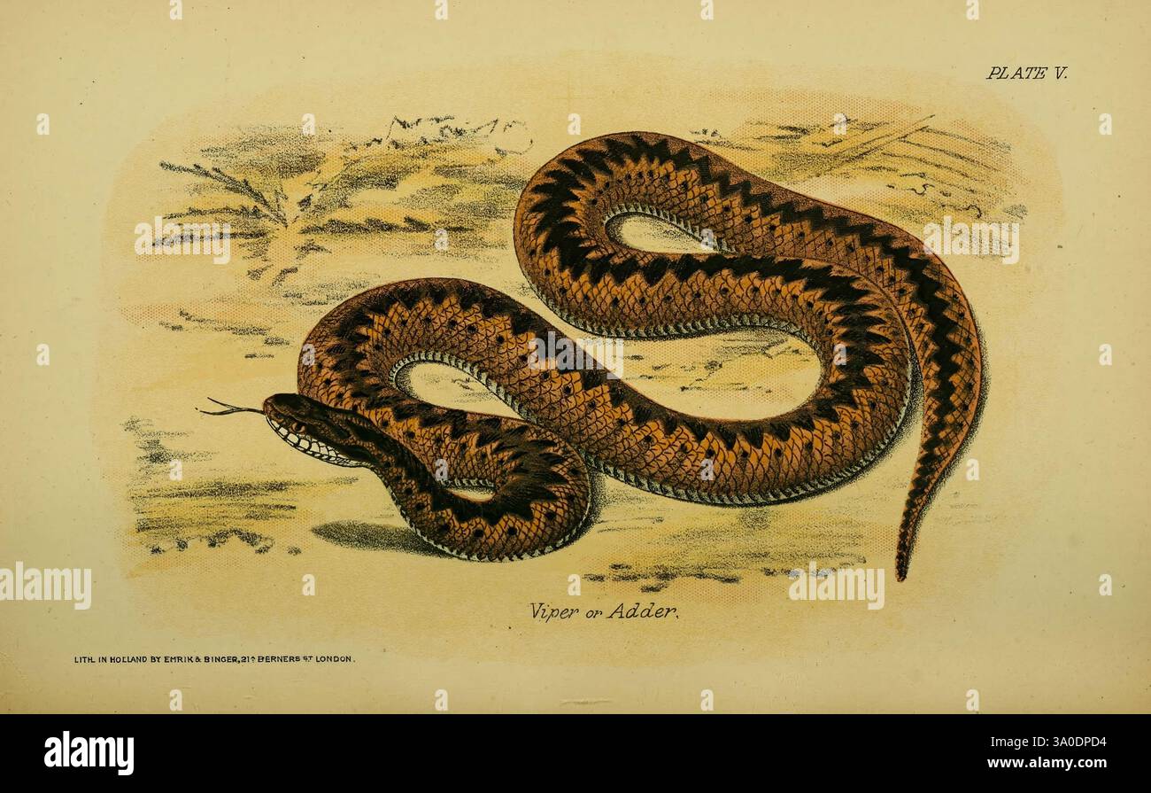 Our, reptiles, and, batrachians, London, W. H. Allen & Co, Limited ...