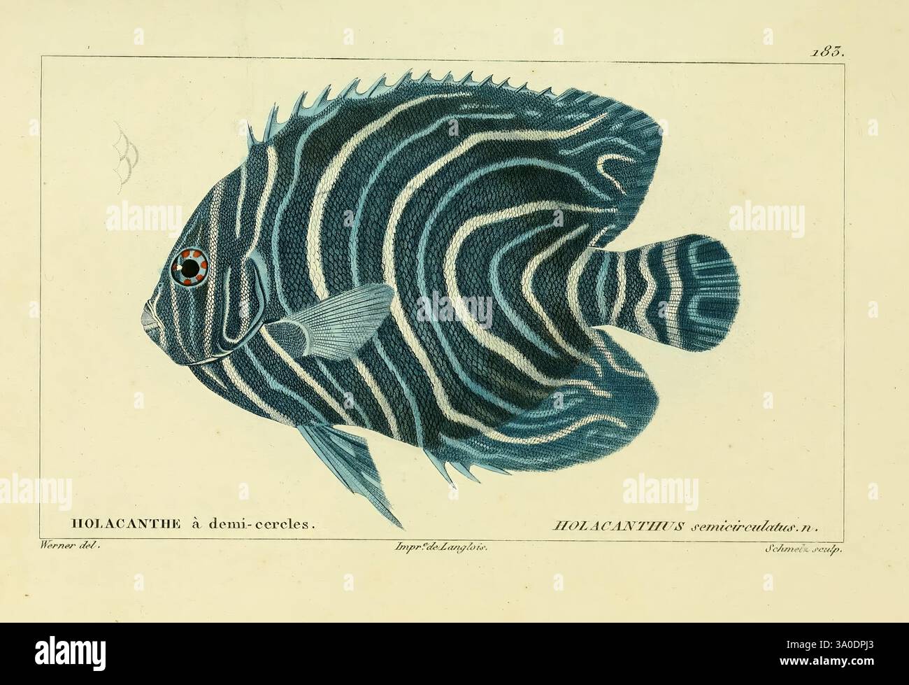 Histoire naturelle des poissons Paris Chez F. G. Levrault 1828-1849 ...