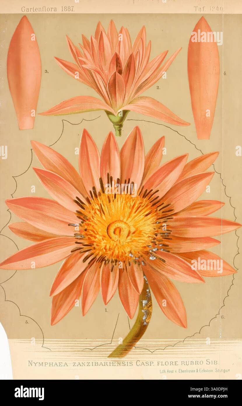 Gartenflora, Erlangen, Verlag von Ferdinand Enke, 1852-1940, botany ...