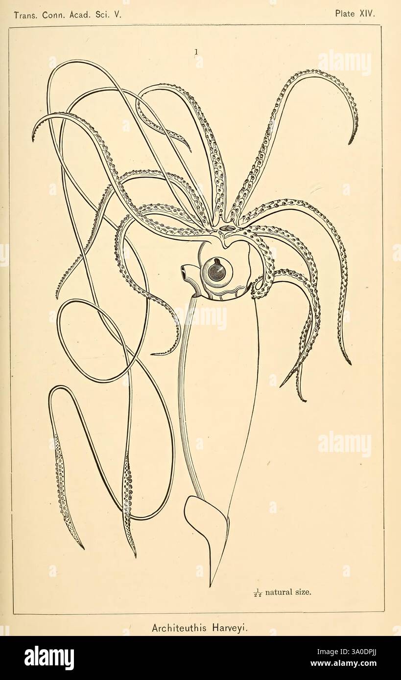The cephalopods of the north-eastern coast of America, New Haven, Conn ...