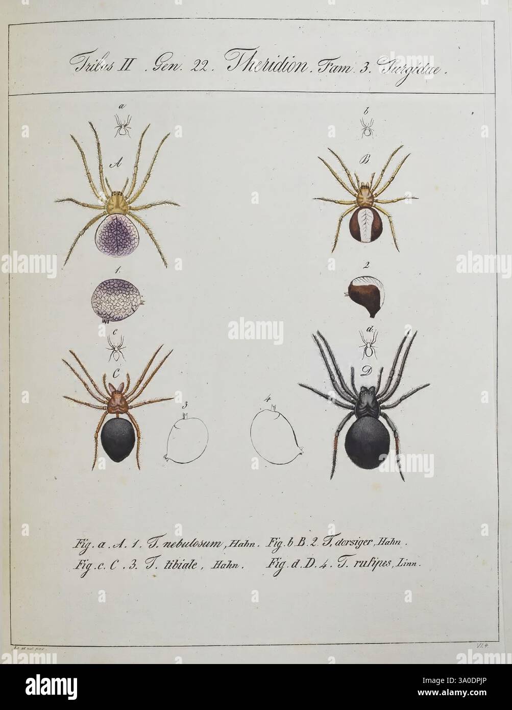 Theridion tibiale theridion hi-res stock photography and images - Alamy