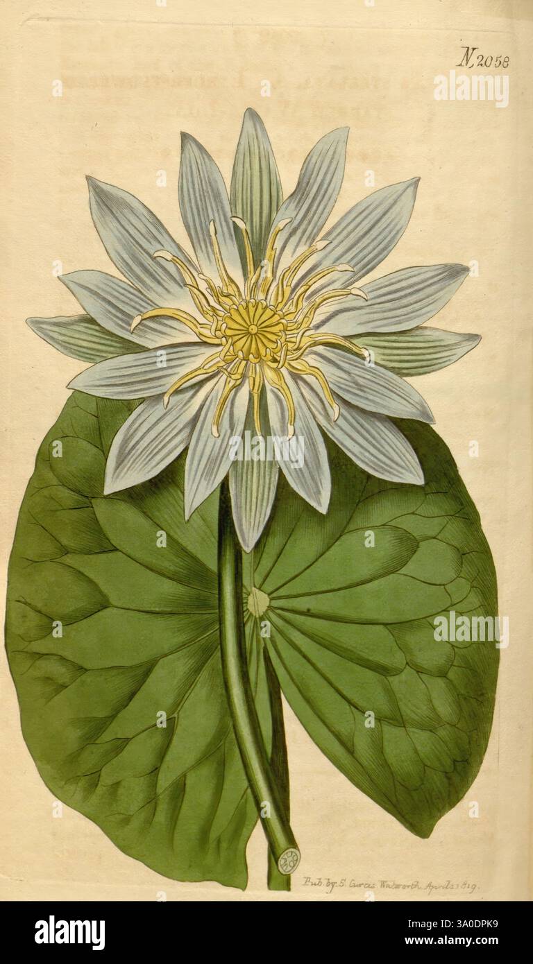Family nymphaeaceae east indies john curtis hi-res stock photography ...