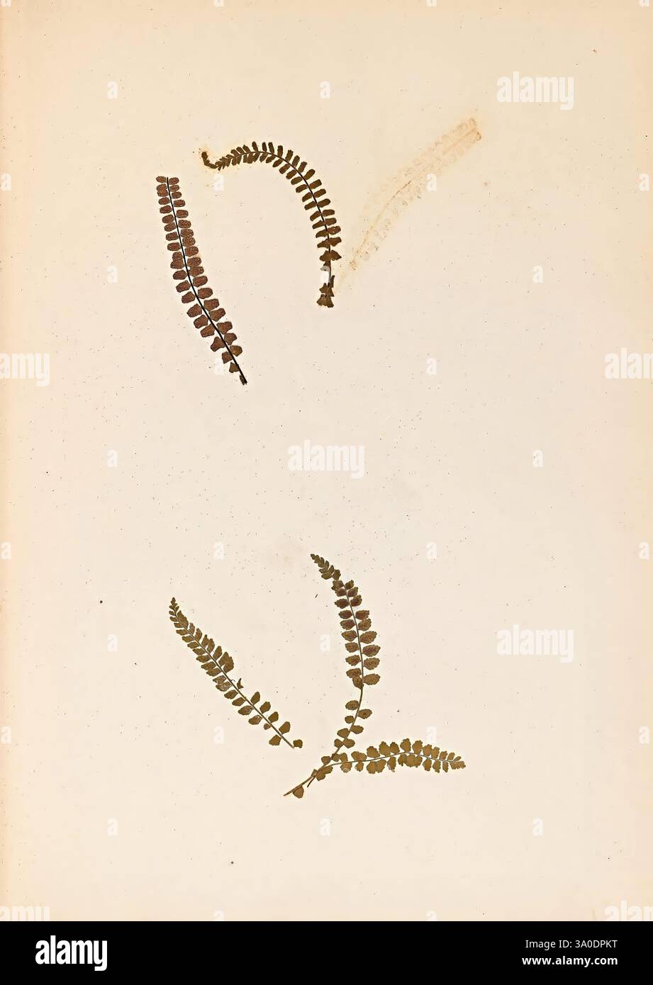 The ferns of Wales. Heath, T. Thomas, 1856, filices, Wales, The artwork ...