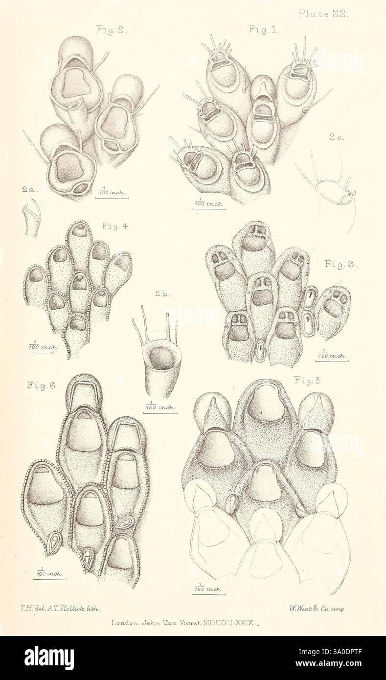 A history of the British marine Polyzoa, London, J. Van Voorst, 1880 ...