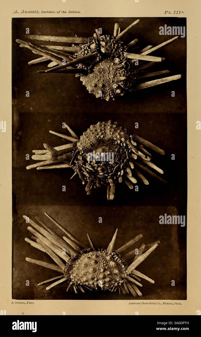 Revision of the Echini Cambridge [Mass.], University Press, 1872-1874 ...