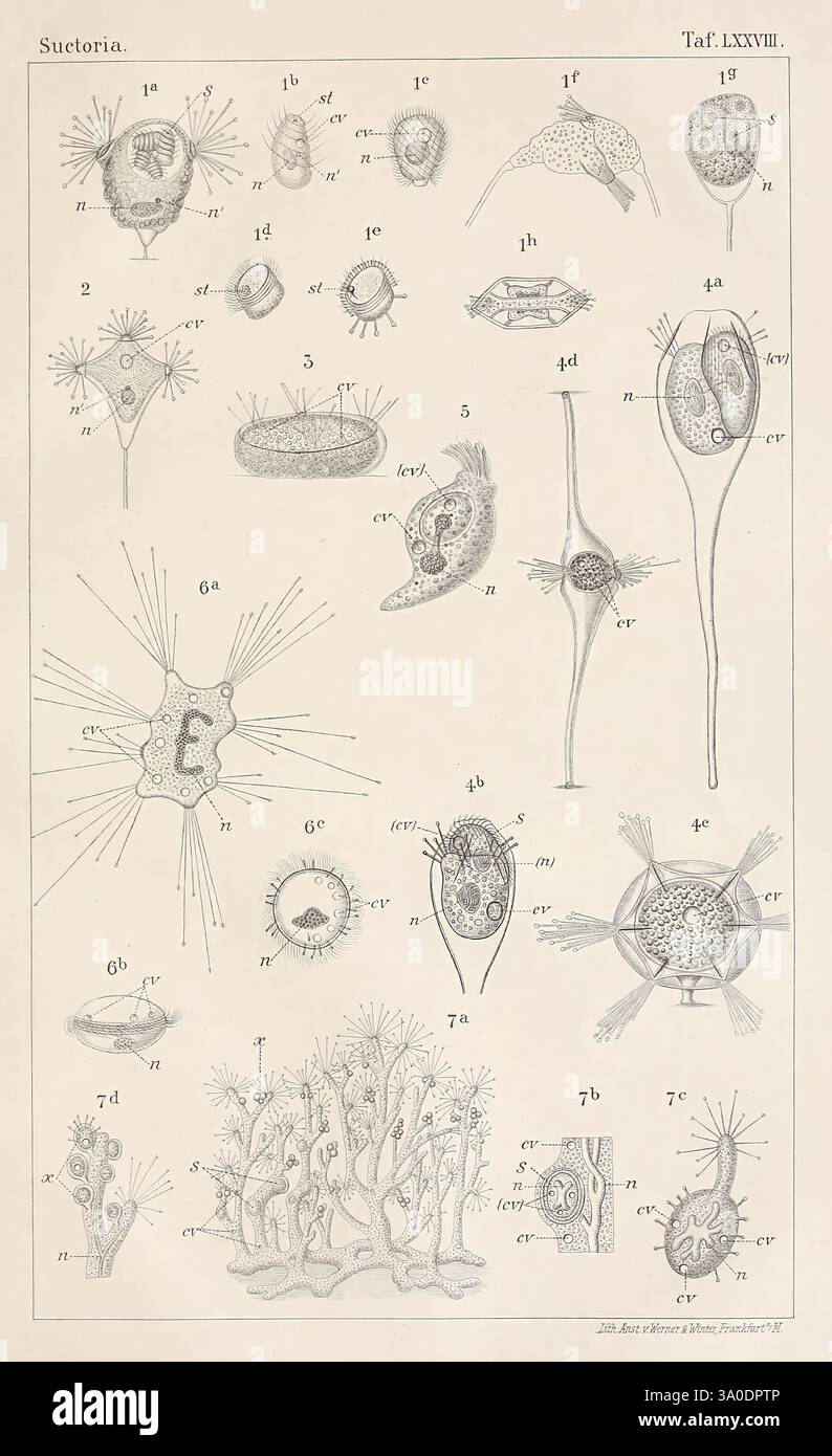 Display complex cellular structures hi-res stock photography and images ...