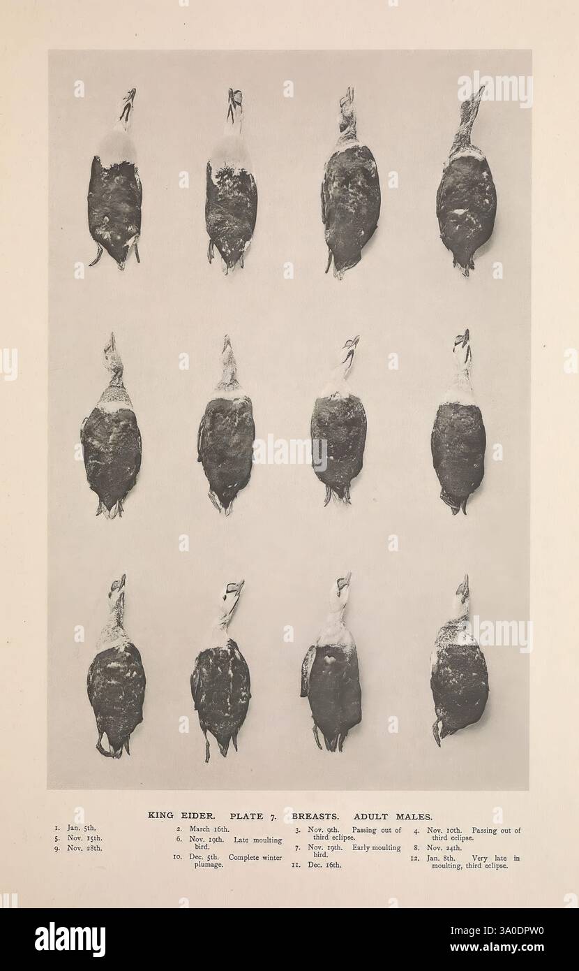 British Diving Ducks London Longmans Green and Co. 1913 Birds Ducks ...