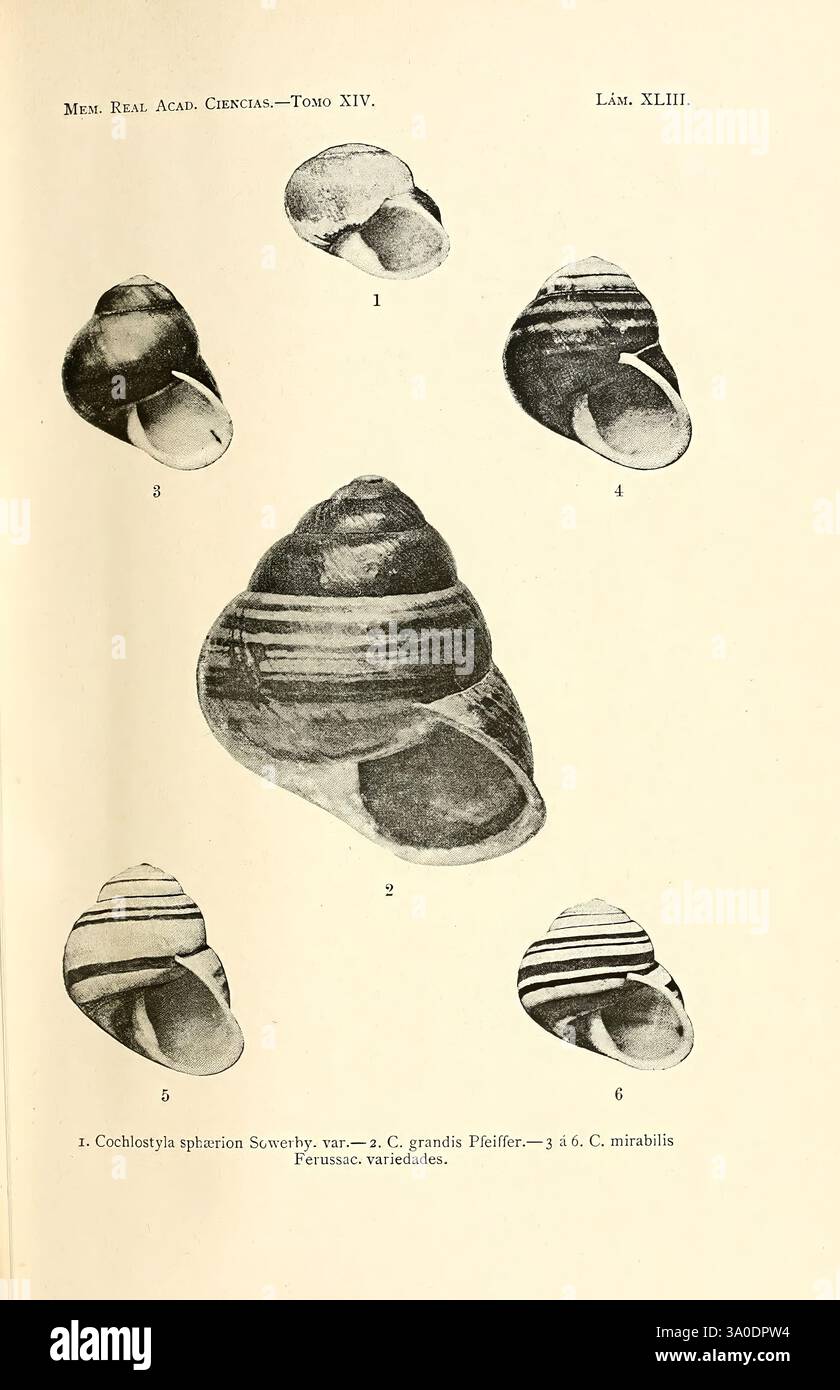 Memorias de la Real Academia de Ciencias Exactas, Fisicas y Naturales ...