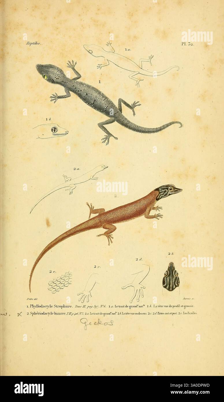The artwork features two distinct lizard species depicted in a ...