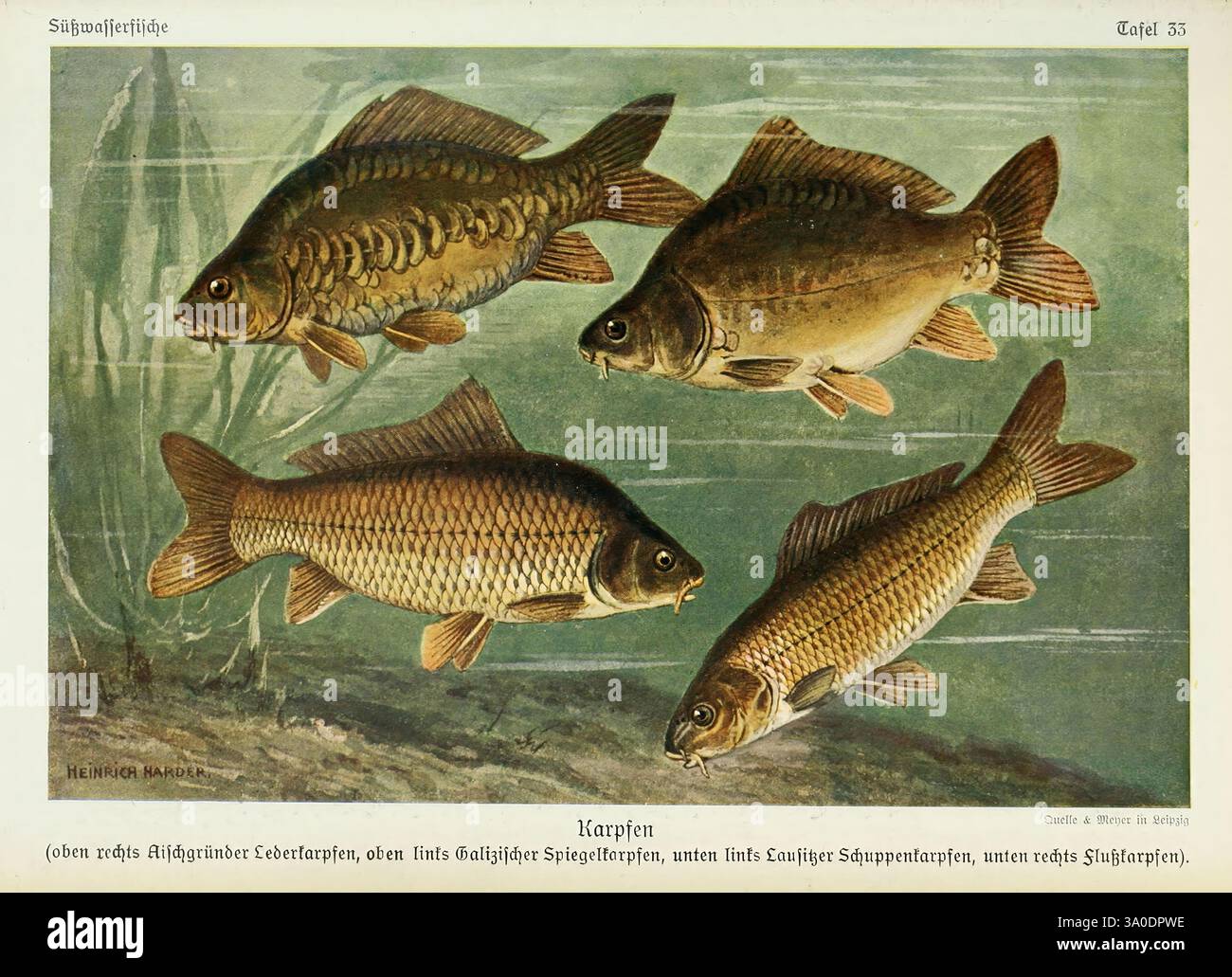 German ichthyology hi-res stock photography and images - Alamy