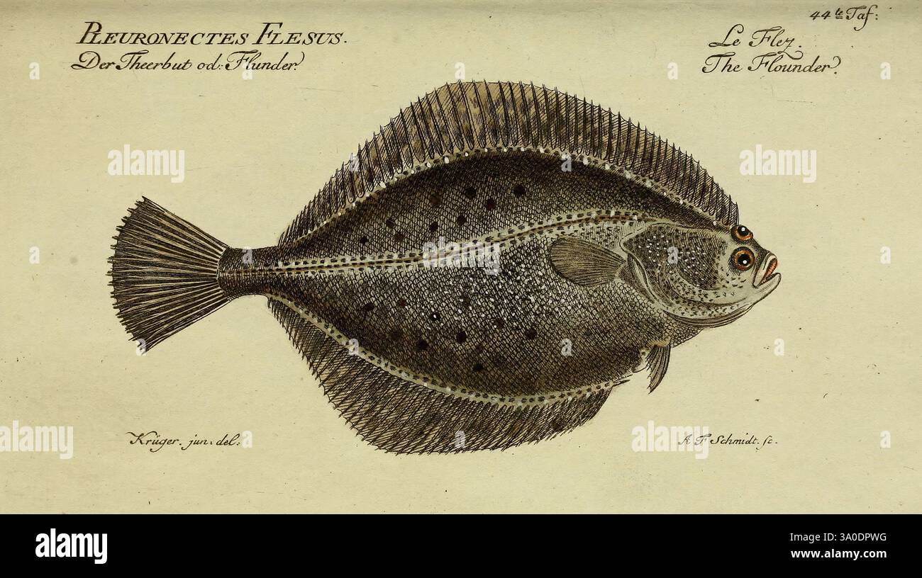 D. Marcus Elieser Bloch's, ausübenden Arztes zu Berlin, Atlas. Berlin ...