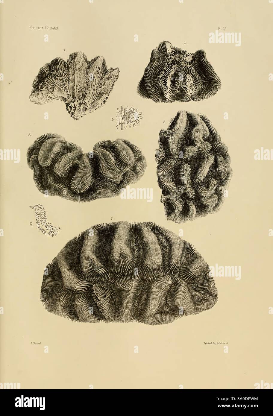 Report on the Florida Reefs Cambridge, Mass, 1880. Florida, corals ...