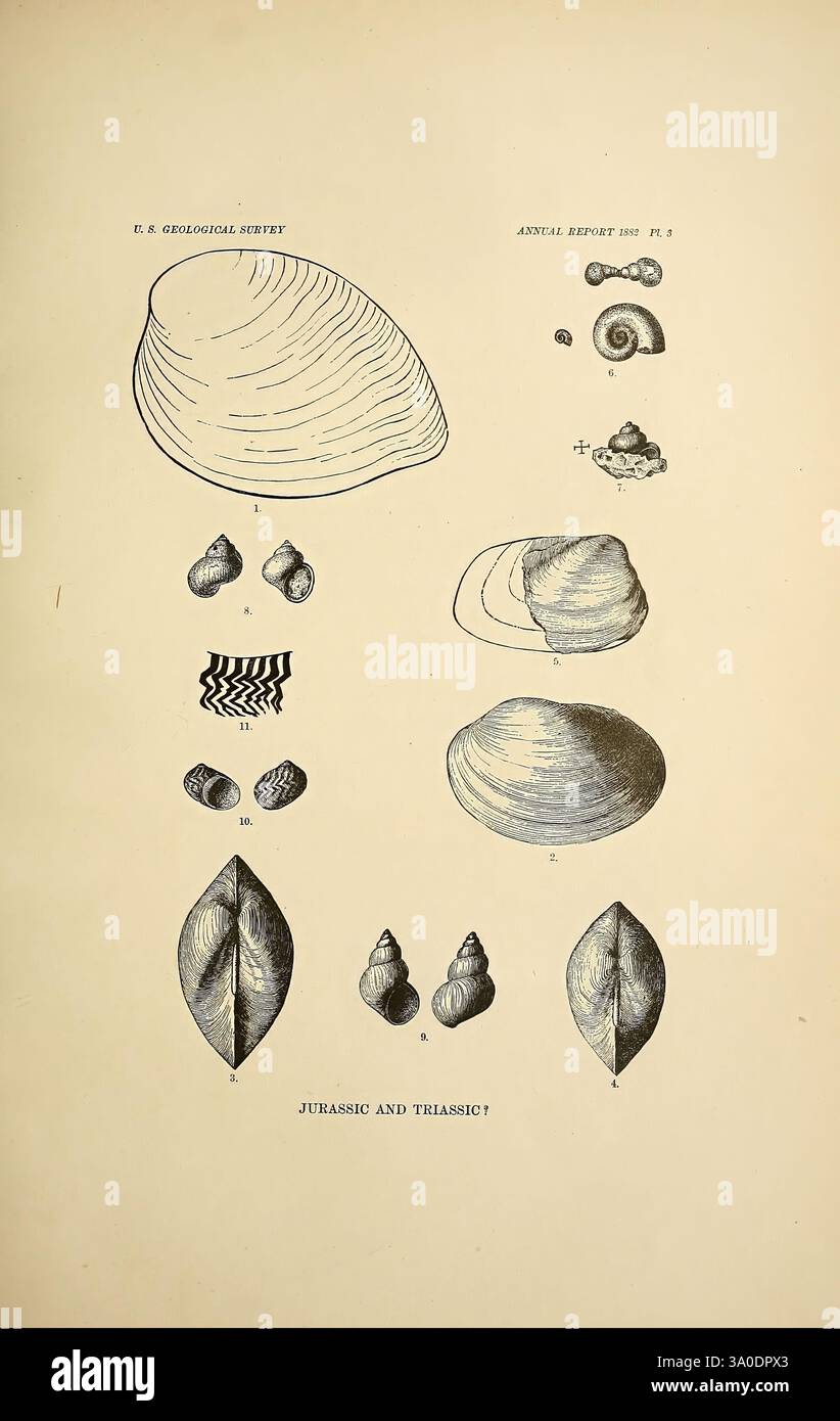 A review of the non-marine fossil Mollusca of North America, Washington ...