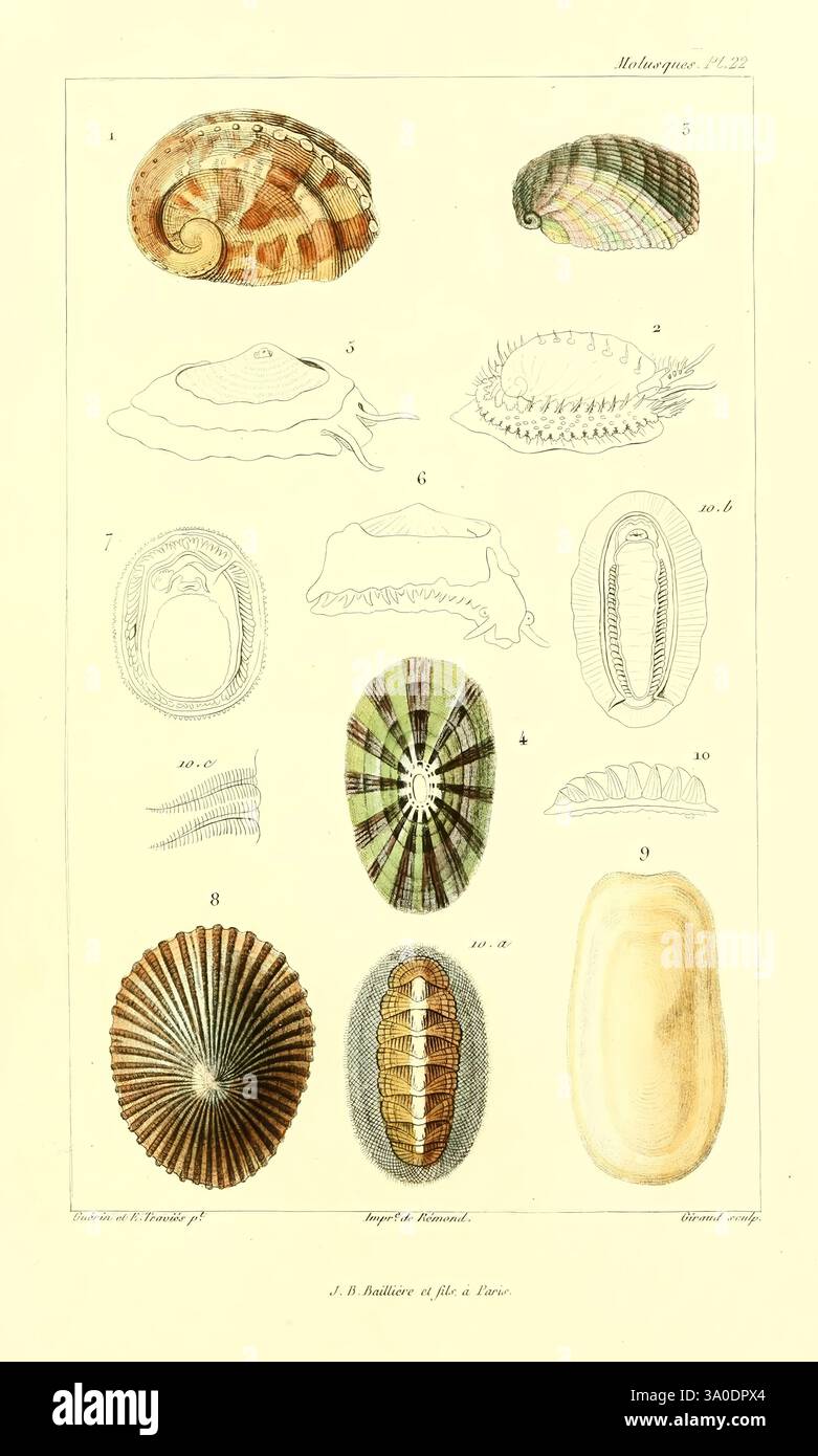 Variety of marine shell structures hi-res stock photography and images ...