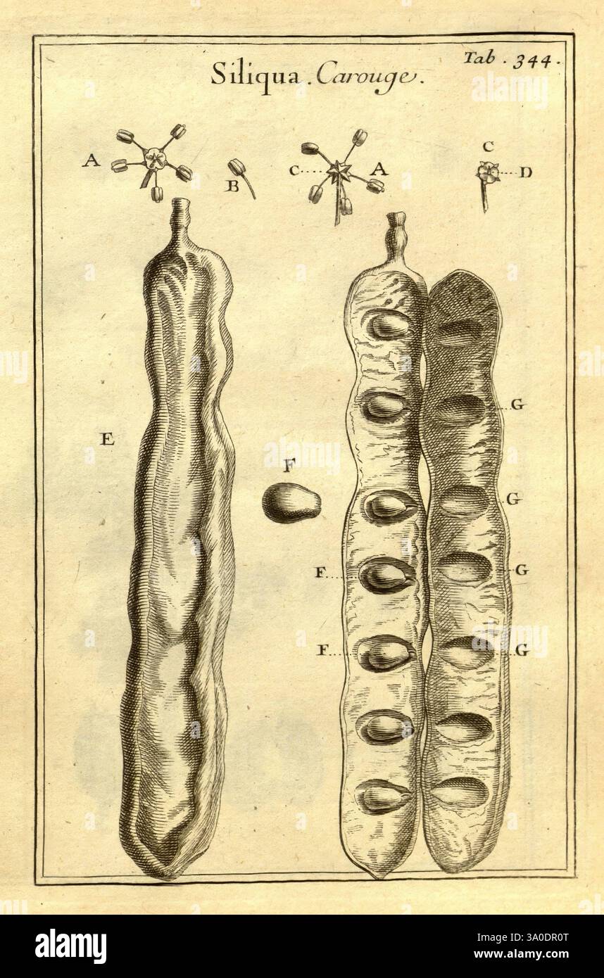 Joseph Pitton de Tournefort, Institutiones rei herbariae, Parisiis, E ...