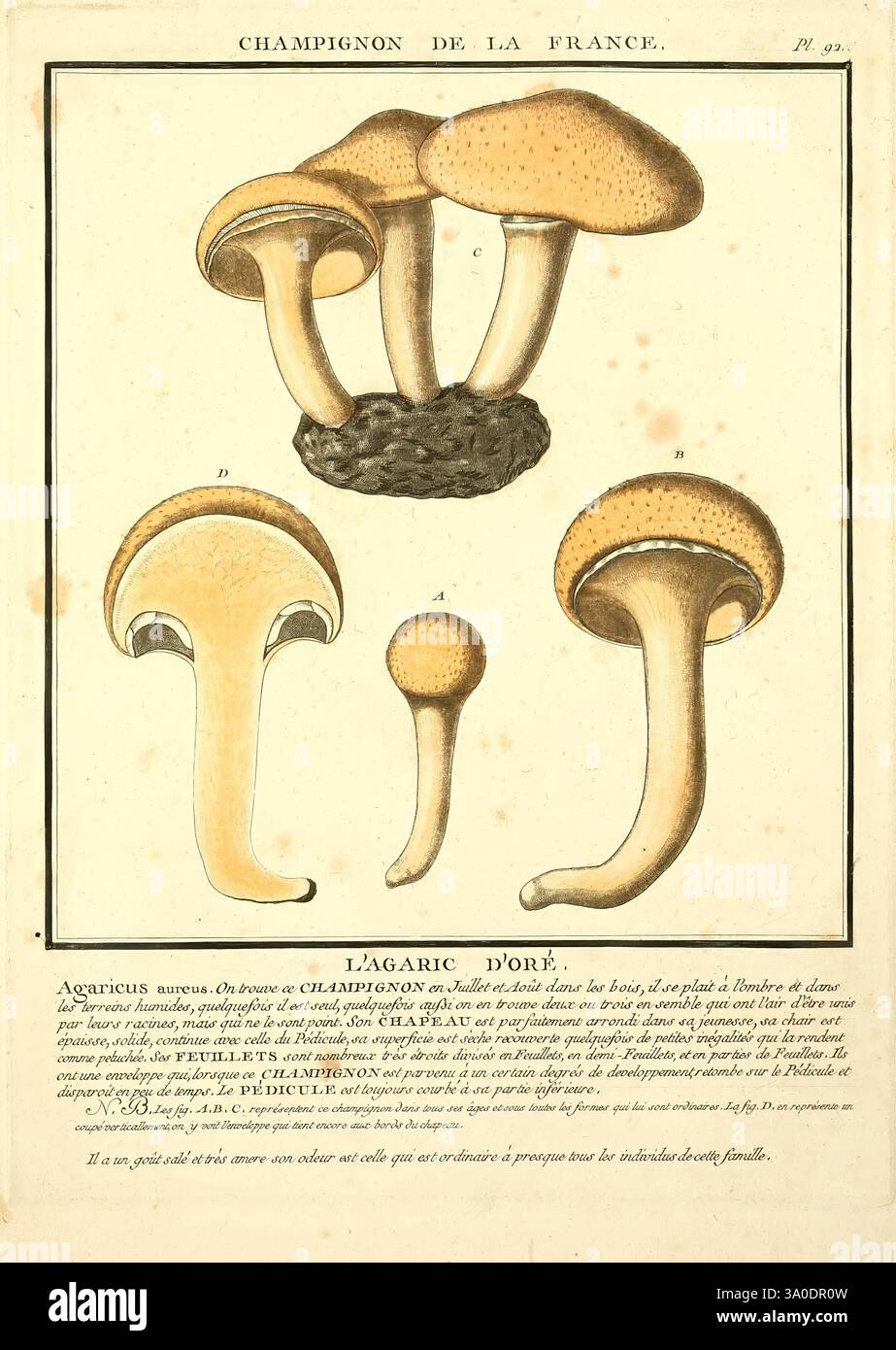 Detailed depictions of individual mushroom varieties highlight hi-res ...