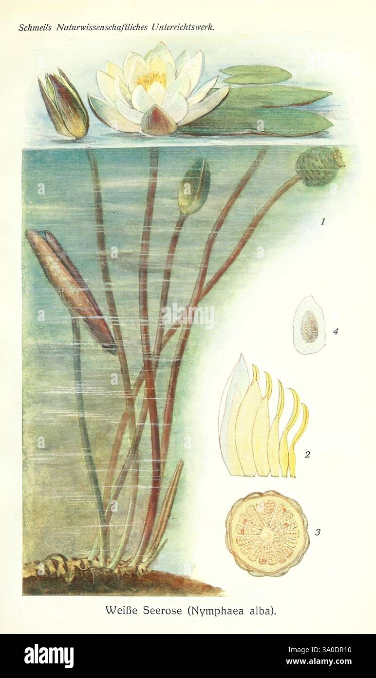 Lehrbuch der Botanik Leipzig Quelle & Meyer 1911 botany Nymphaea alba ...
