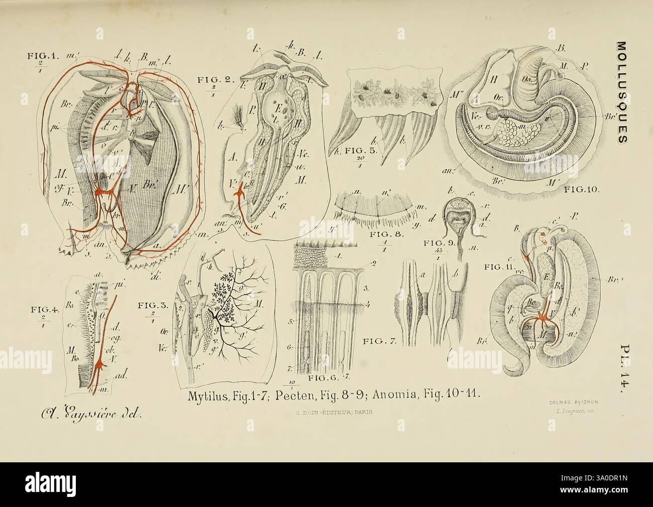 Labeled diagrams of different species hi-res stock photography and ...