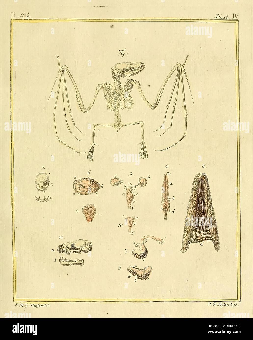 Bat skeleton illustration hi-res stock photography and images - Alamy