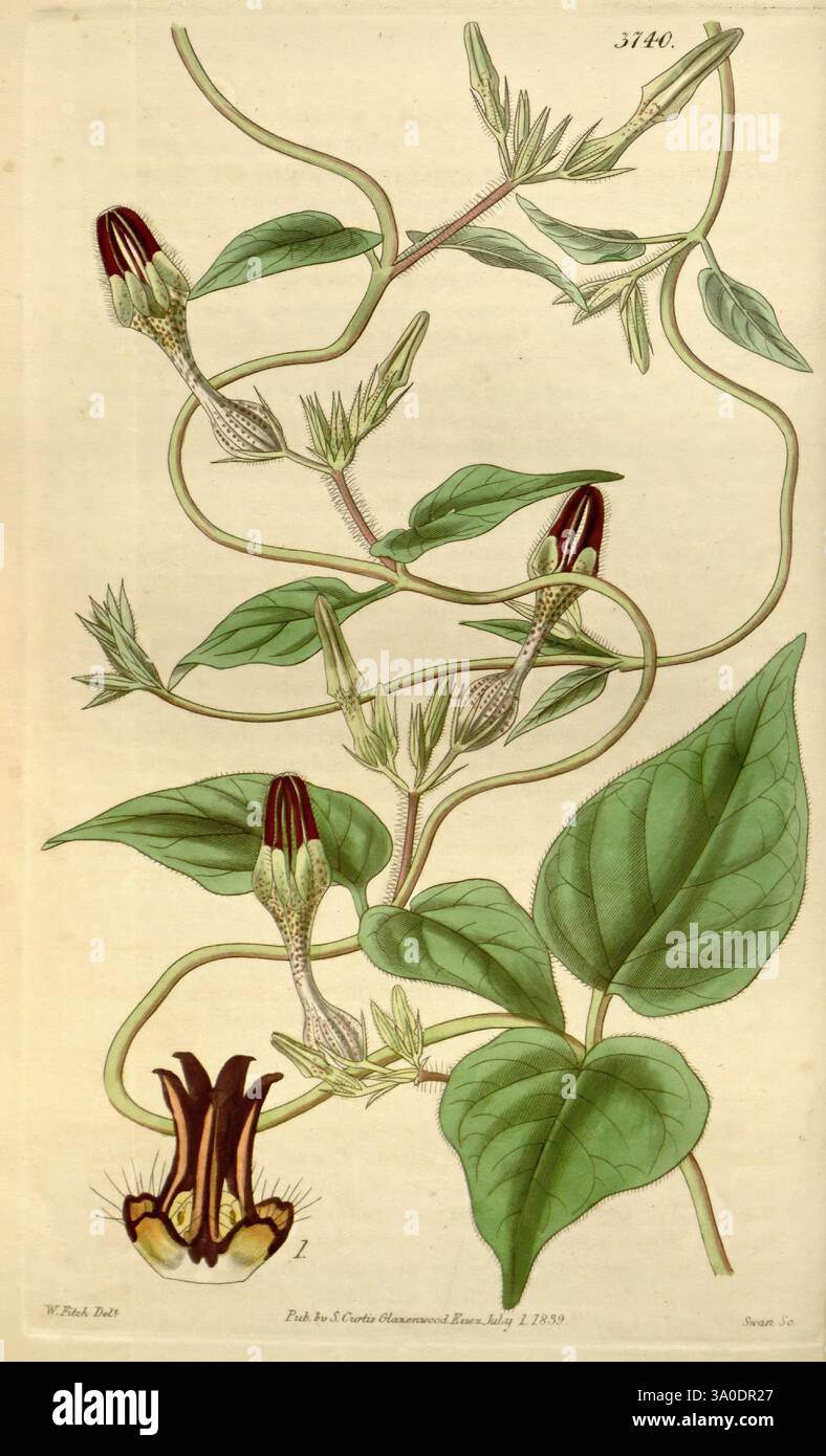 Curtis's Botanical Magazine, London, New York, Botany, Periodicals ...