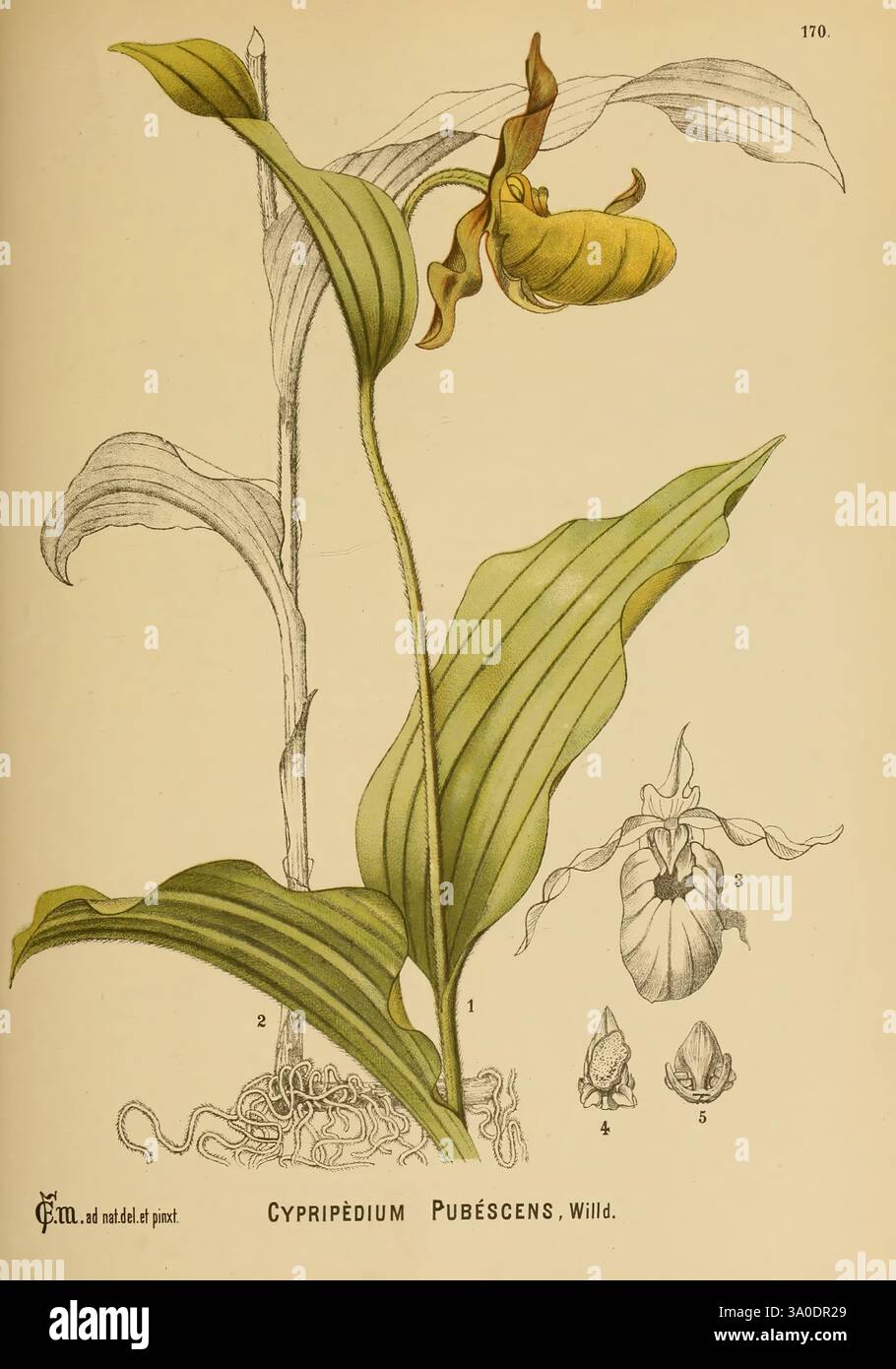 Trinomial cypripedium parviflorum pubescens hi-res stock photography ...