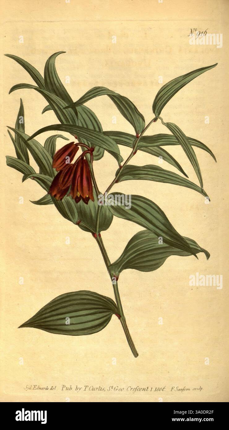 Family convallariaceae hi-res stock photography and images - Alamy