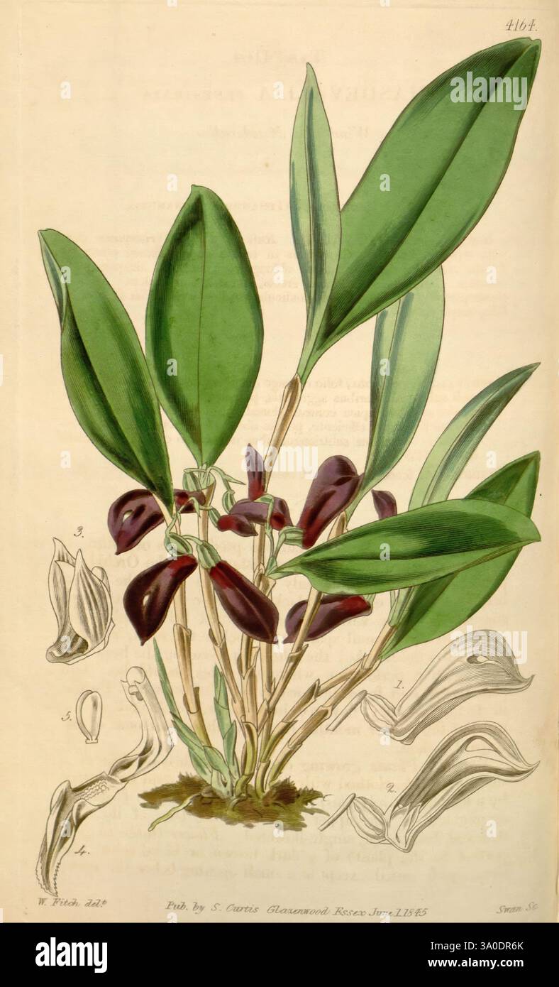 Detailed drawings of various botanical structures hi-res stock ...