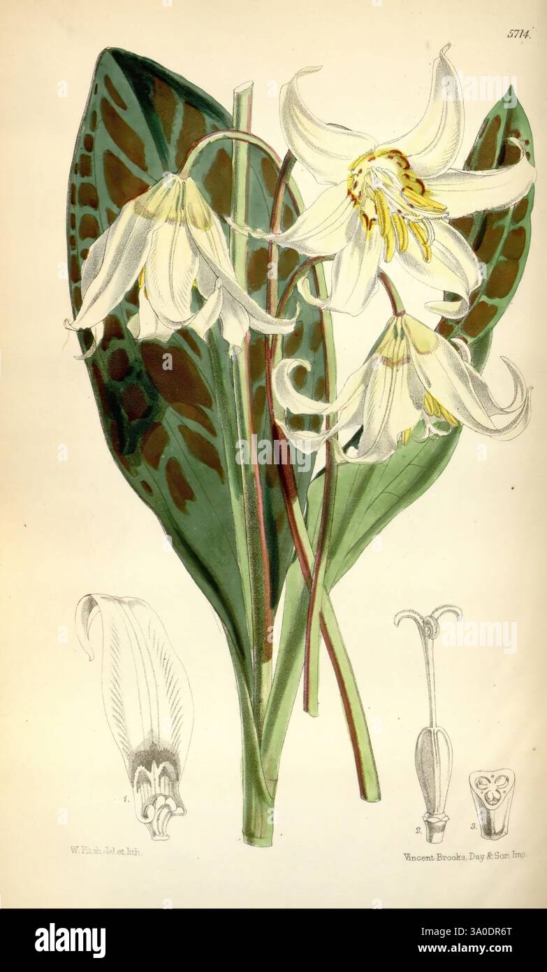 Exhibit faint yellow markings hi-res stock photography and images - Alamy