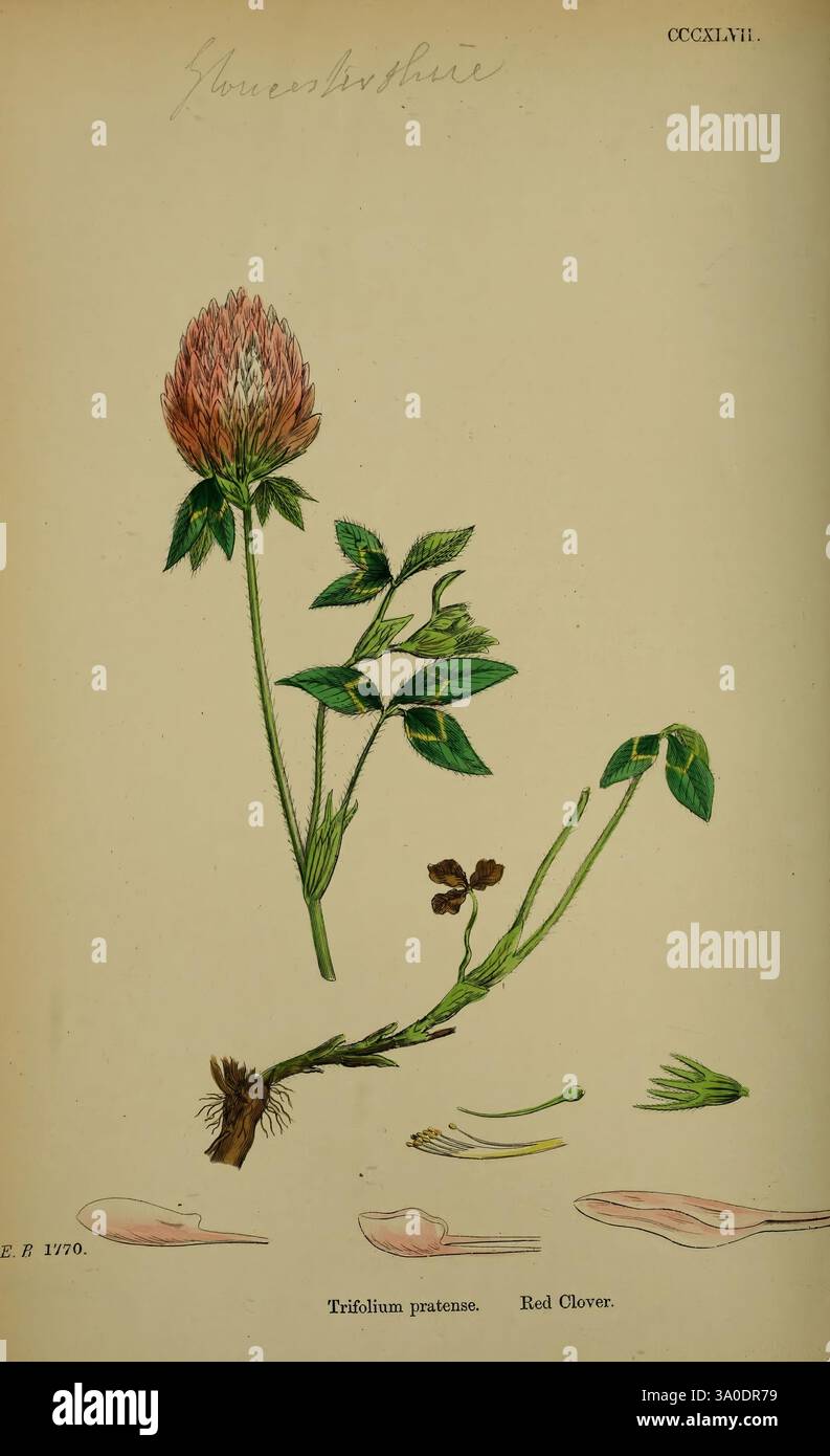 Clovers anatomy hi-res stock photography and images - Alamy