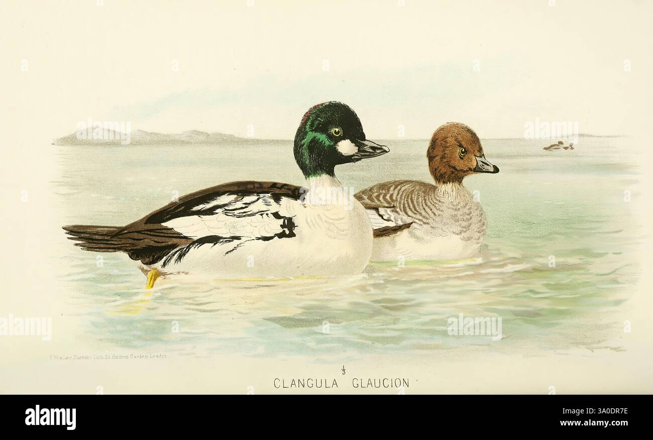 Male duck displays vibrant plumage hi-res stock photography and images ...