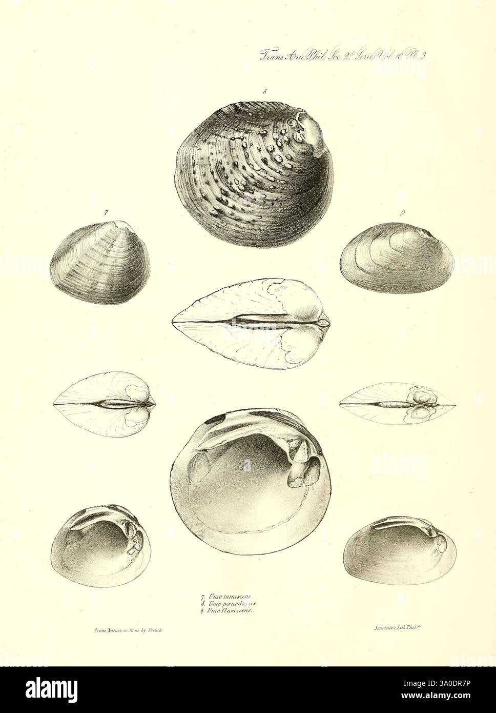 Series of different shell shapes hi-res stock photography and images ...