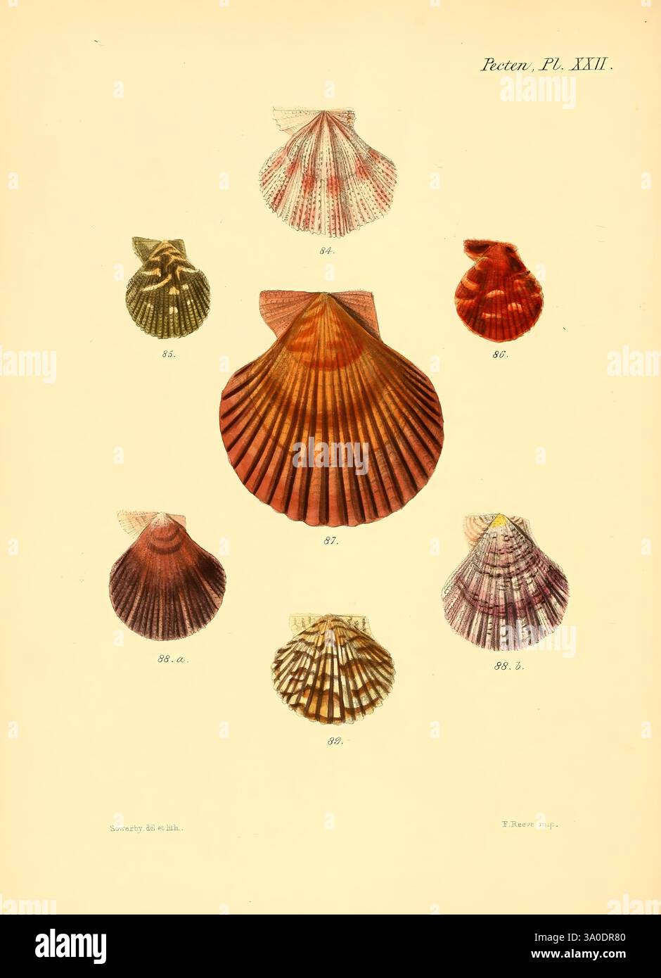 Conchologia iconica, or Illustrations of the shells of molluscous ...