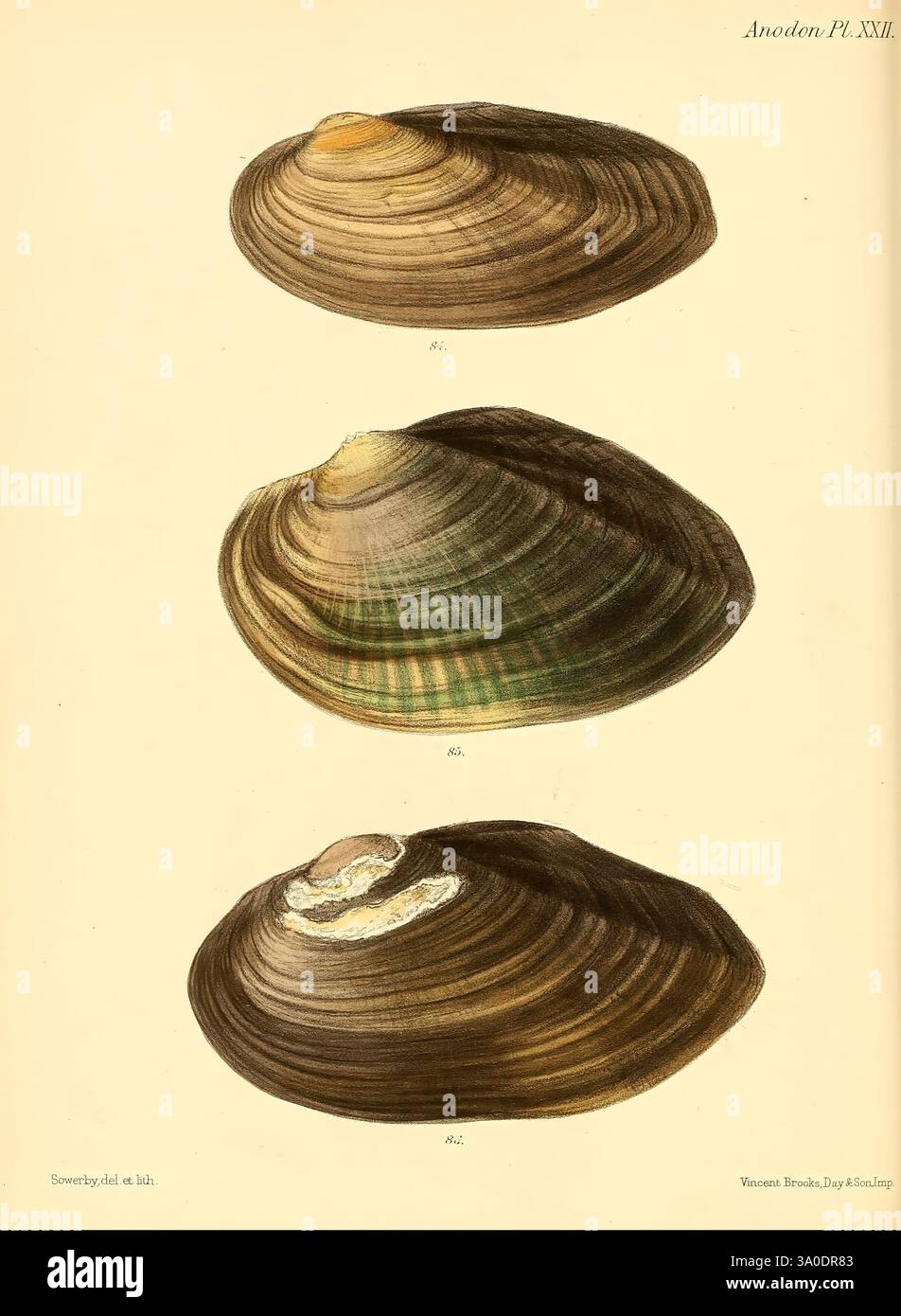 Conchologia iconica, or Illustrations of the shells of molluscous ...