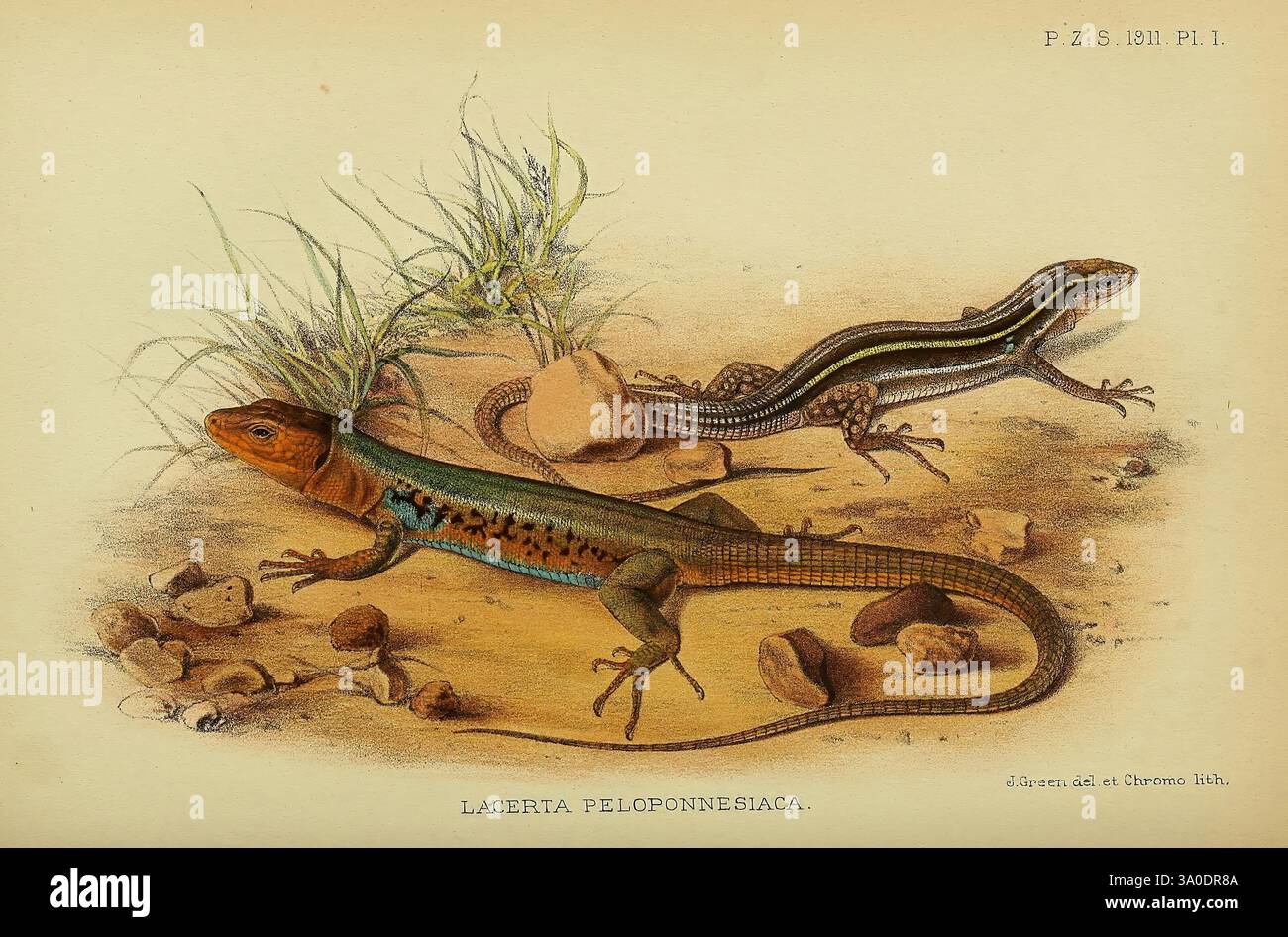 Proceedings of the Zoological Society of London, London, Academic Press ...