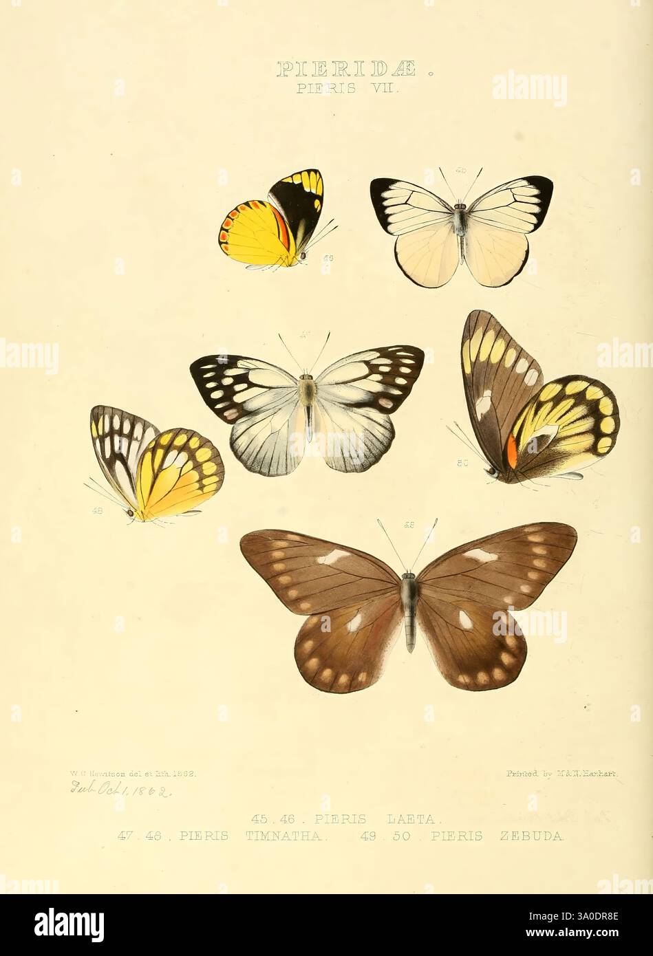 Illustrations of new species of exotic butterflies v.1 London, John Van ...