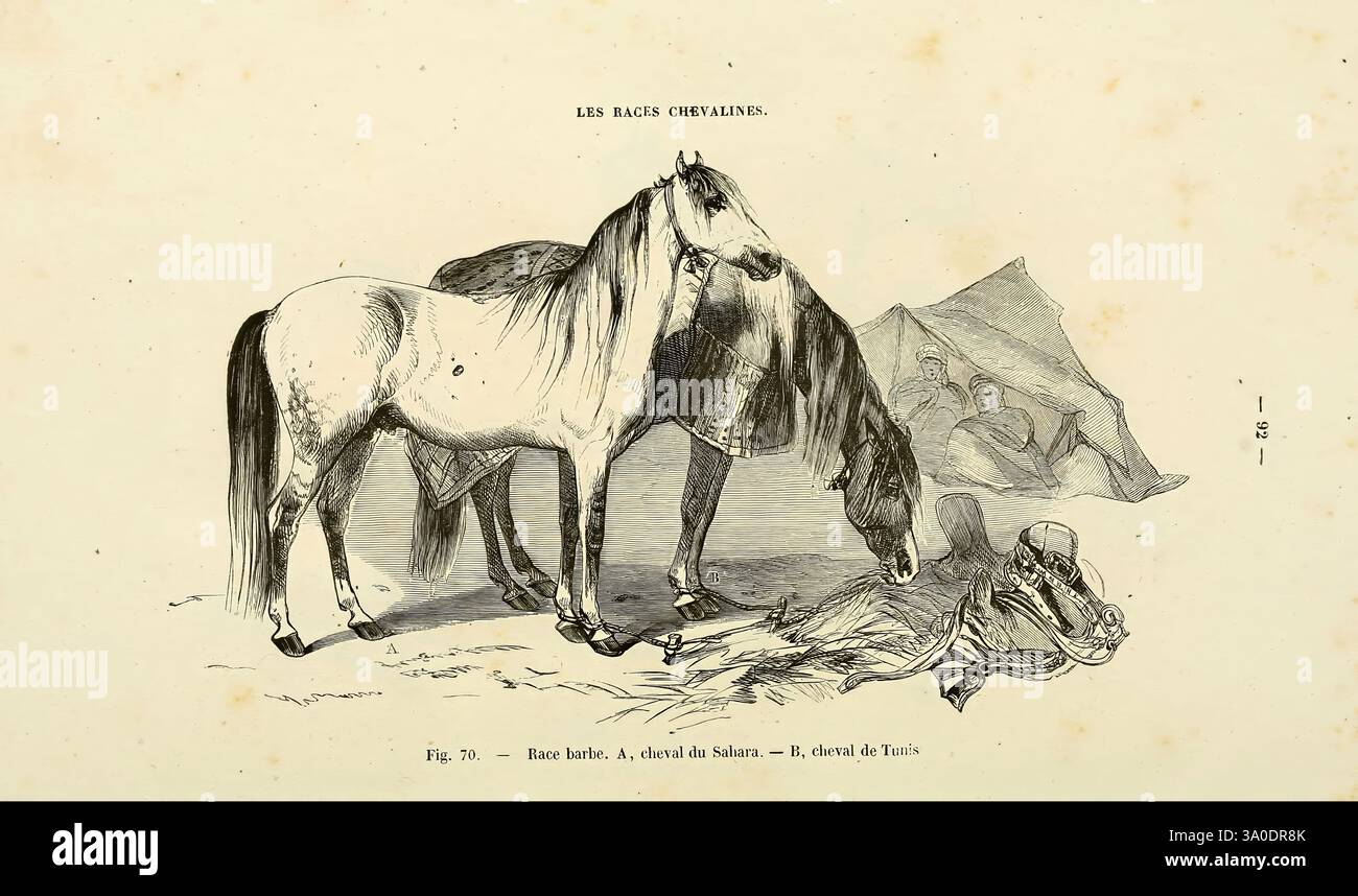 La connaissance générale du cheval, atlas, Paris, Didot, 1861, horses ...