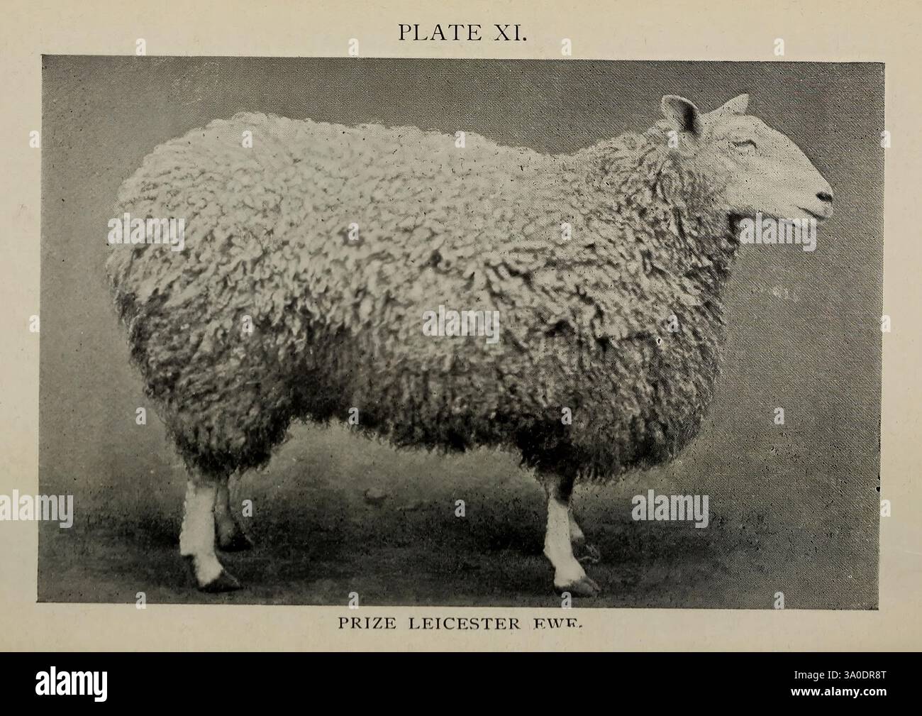 Biggle sheep book, Philadelphia, Wilmer Atkinson co, 1912. Sheep ...