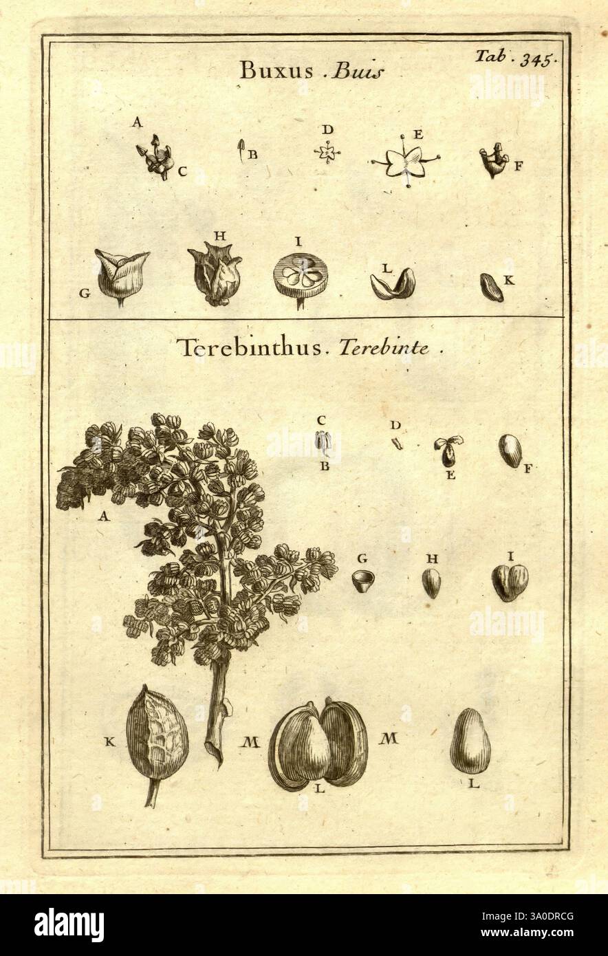 Joseph Pitton de Tournefort, Institutiones rei herbariae, Parisiis, E Typographia Regia, 1700 ...