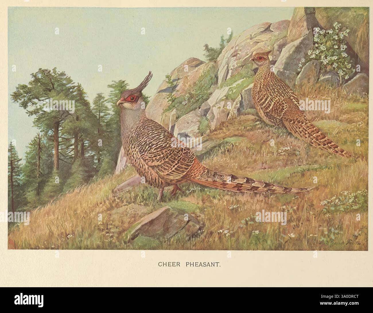 A monograph of the pheasants, London, England, Published under the ...
