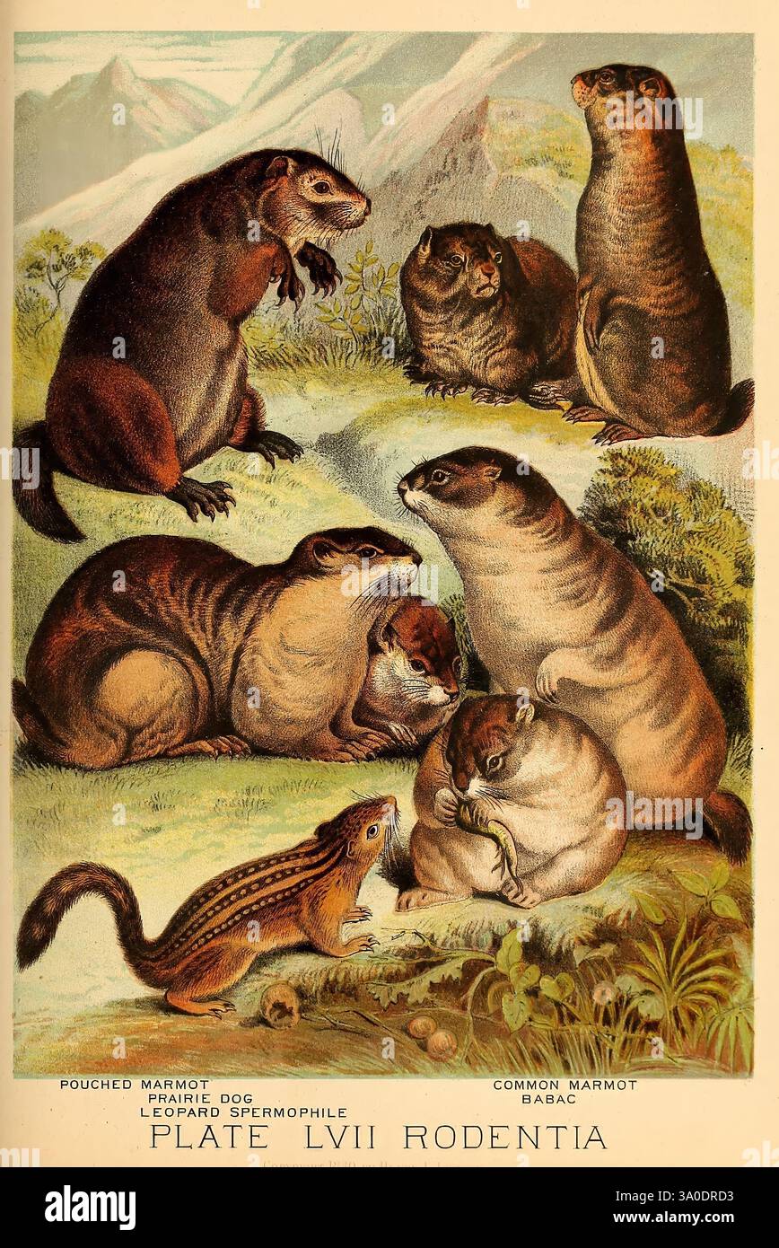 Johnson's household book of nature, New York, H.J. Johnson, 1880, dog ...